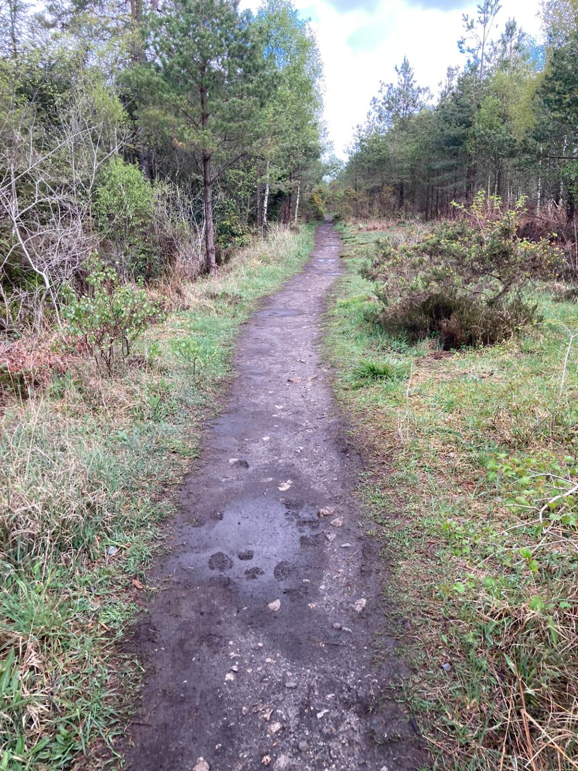 #LoveLaois: Abbeyleix Bog Walk - a highly-recommended experience ...
