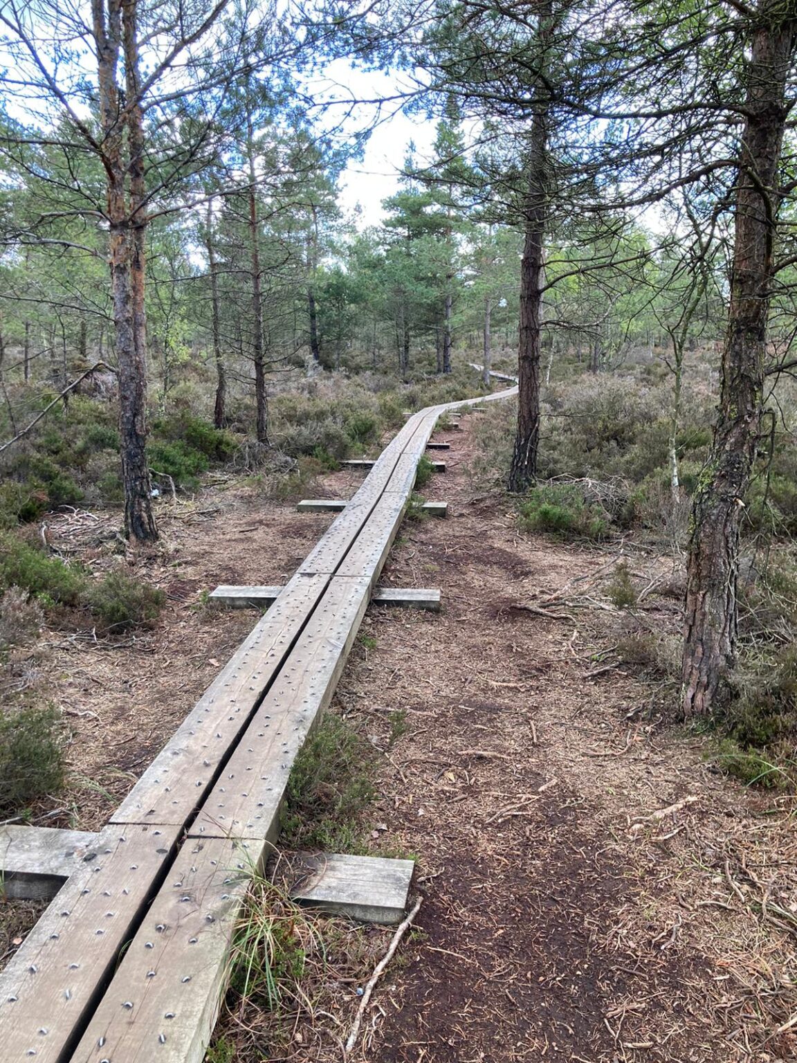#LoveLaois: Abbeyleix Bog Walk - a highly-recommended experience ...