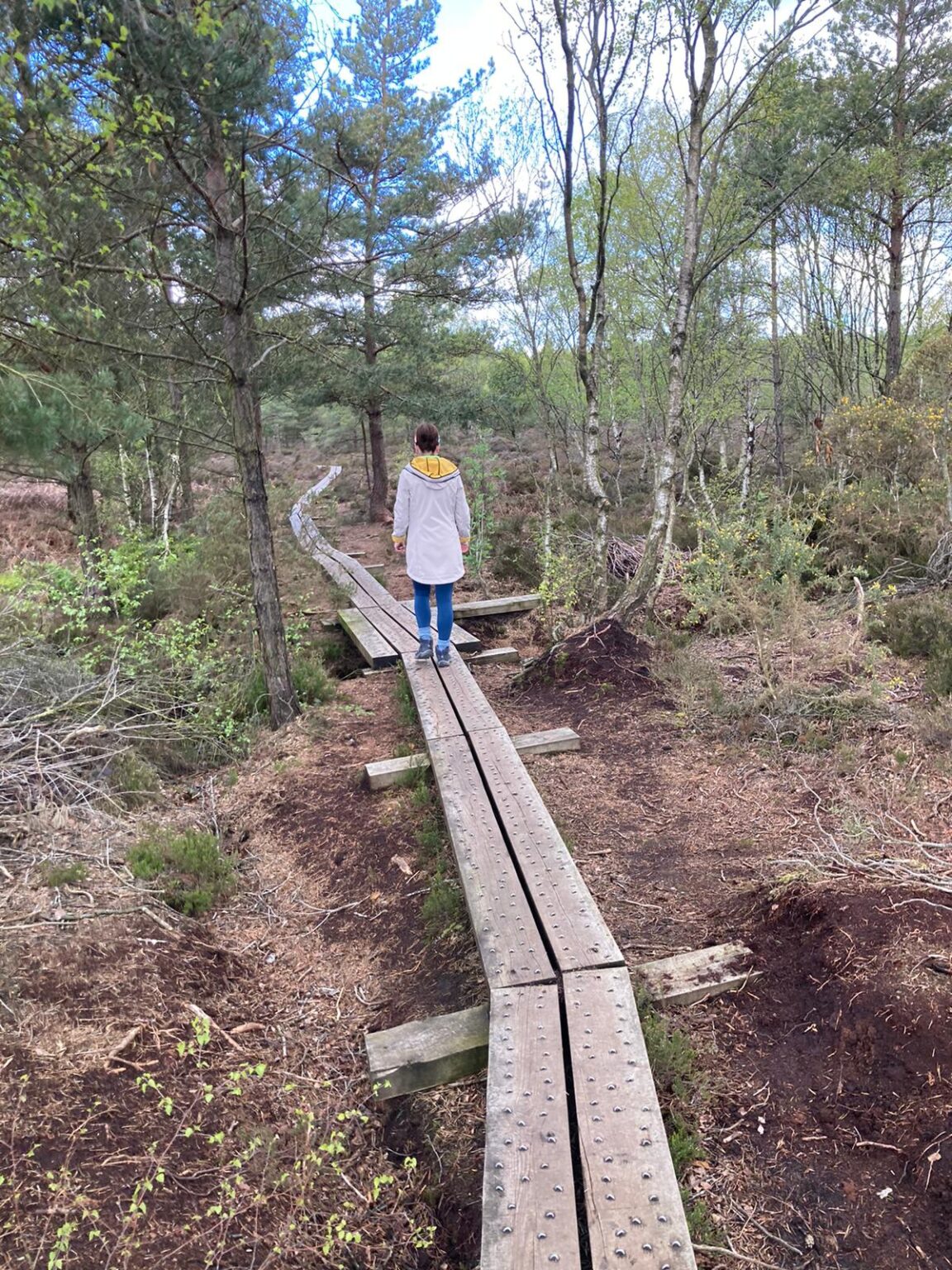 #LoveLaois: Abbeyleix Bog Walk - a highly-recommended experience ...