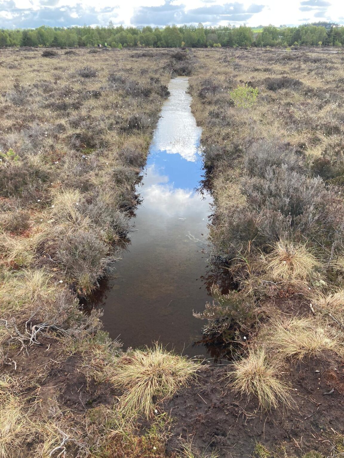 #LoveLaois: Abbeyleix Bog Walk - a highly-recommended experience ...